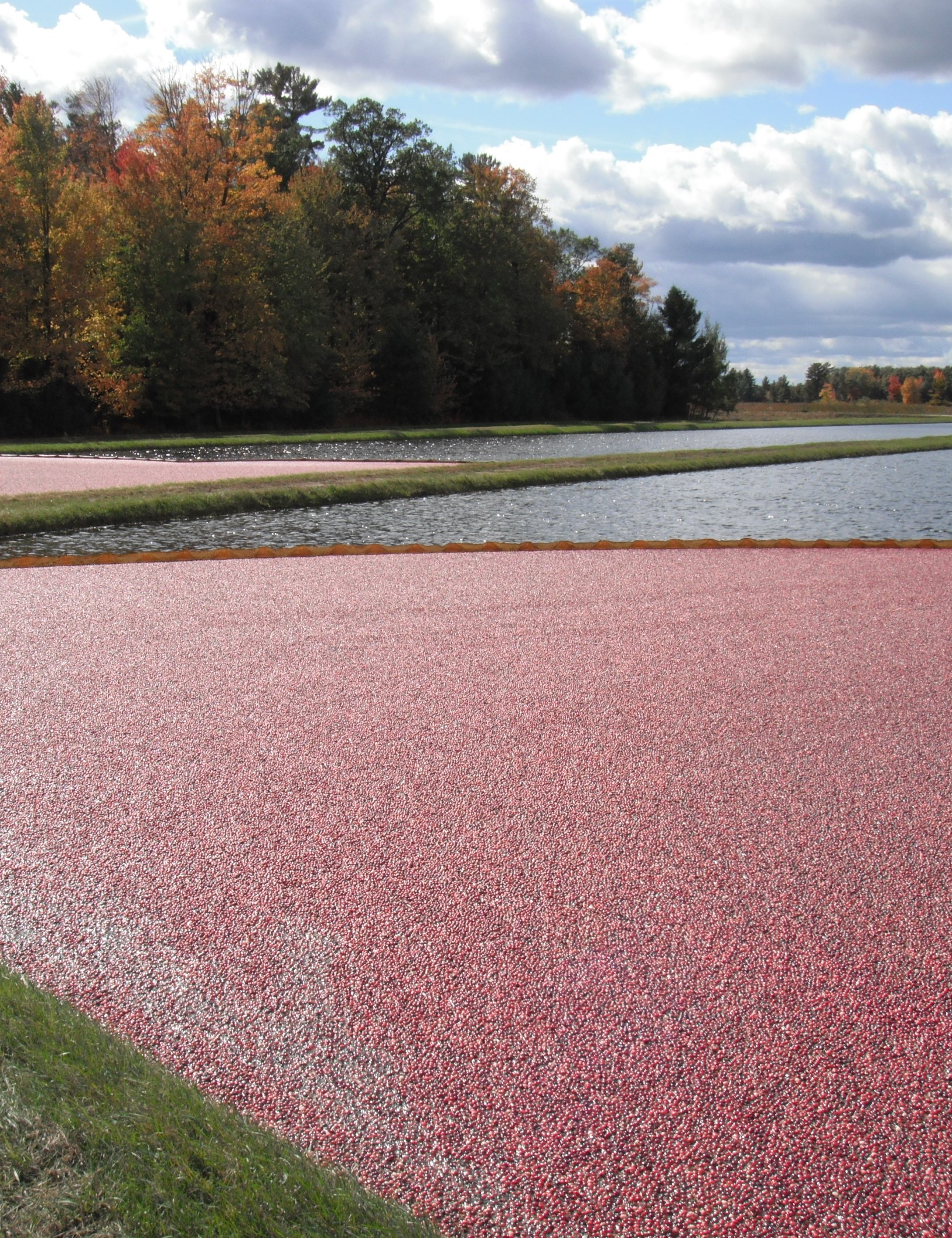 Cranberry Resources – Wisconsin Fruit