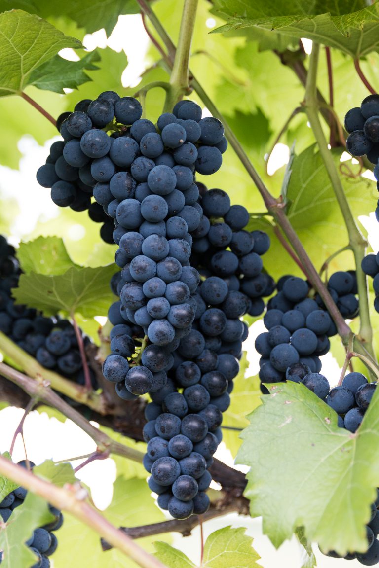 Grapes – Wisconsin Fruit