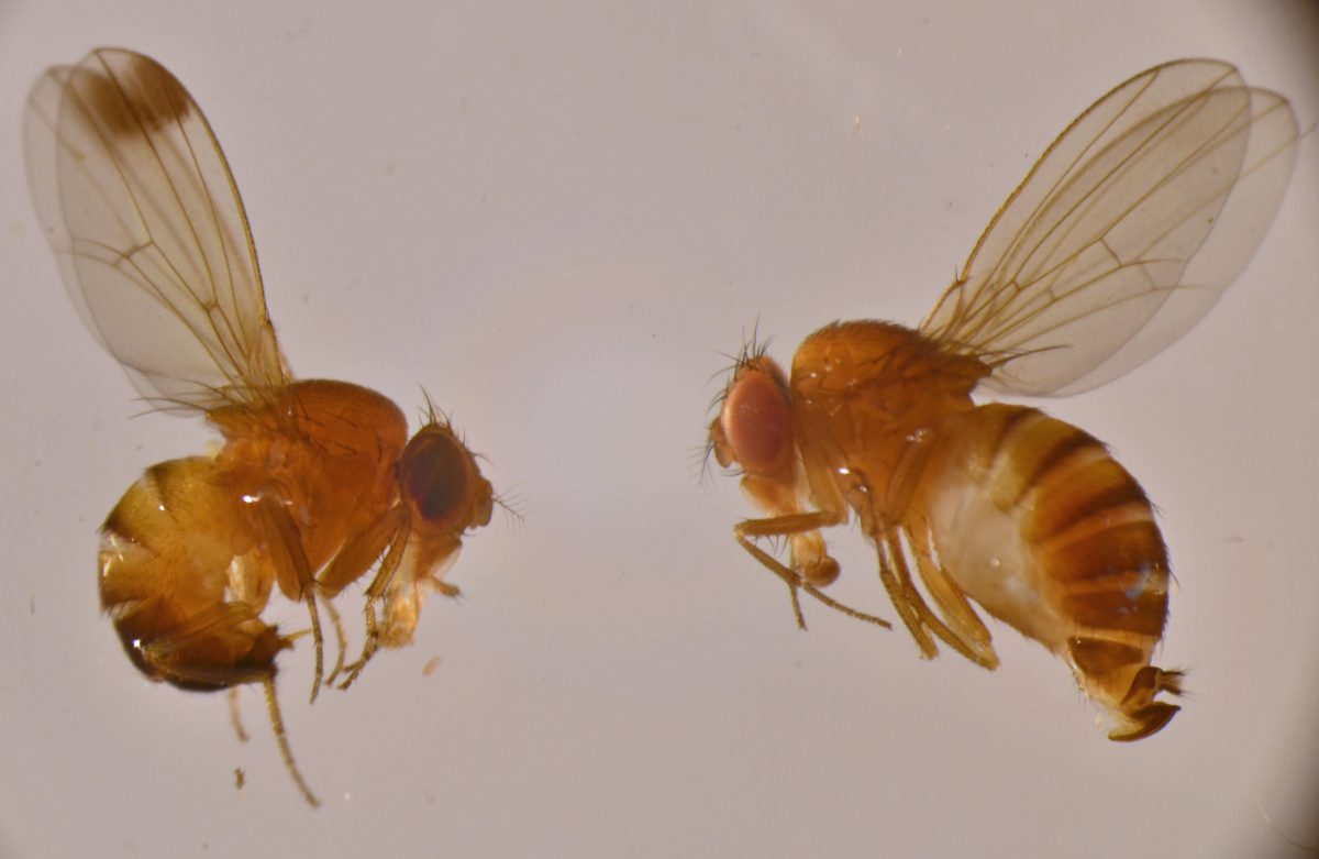 First Spotted-Wing Drosophila Detected and Tarnished Plant Bug ...