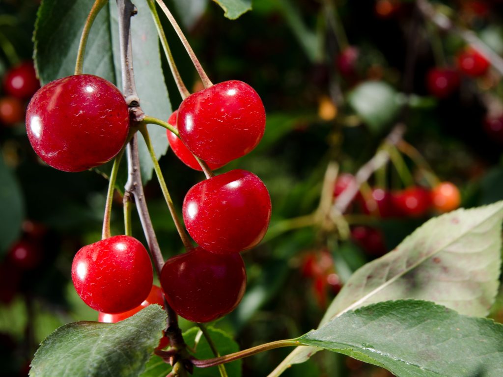 Door County Report, July 15, 2019 – Wisconsin Fruit