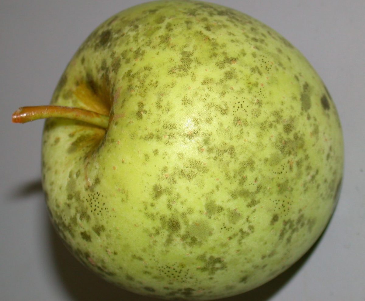 Apple Sooty Blotch and Flyspeck – Wisconsin Fruit
