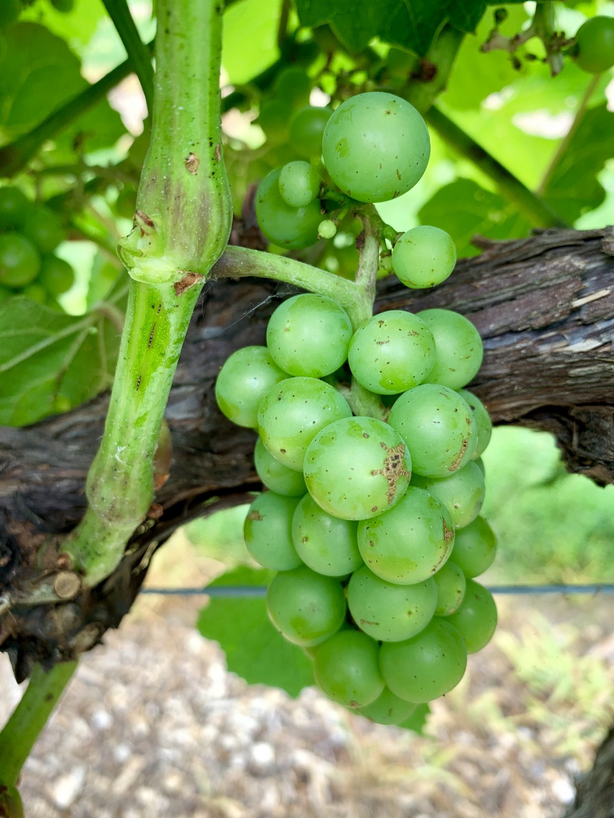 Grape Variety Developmental Stages: July 19, 2019 – Wisconsin Fruit