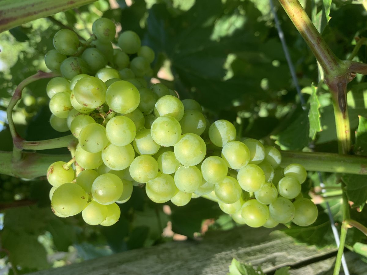 Grape Variety Developmental Stages: August 2, 2019 – Wisconsin Fruit