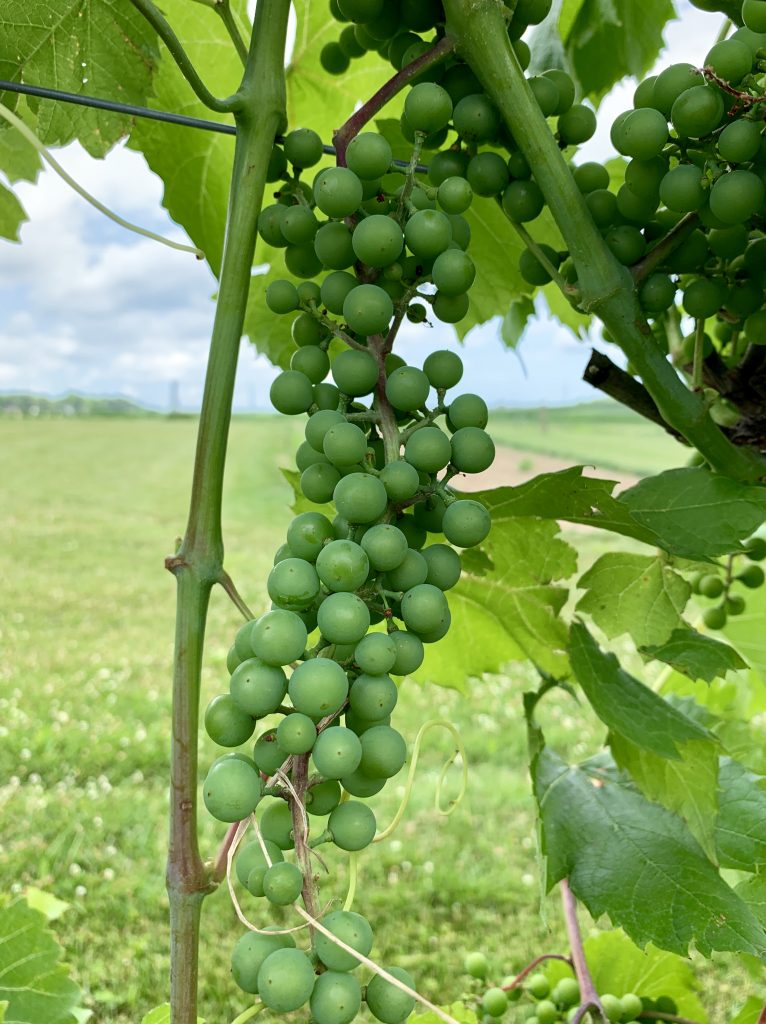 Grape Variety Developmental Stages: July 19, 2019 – Wisconsin Fruit