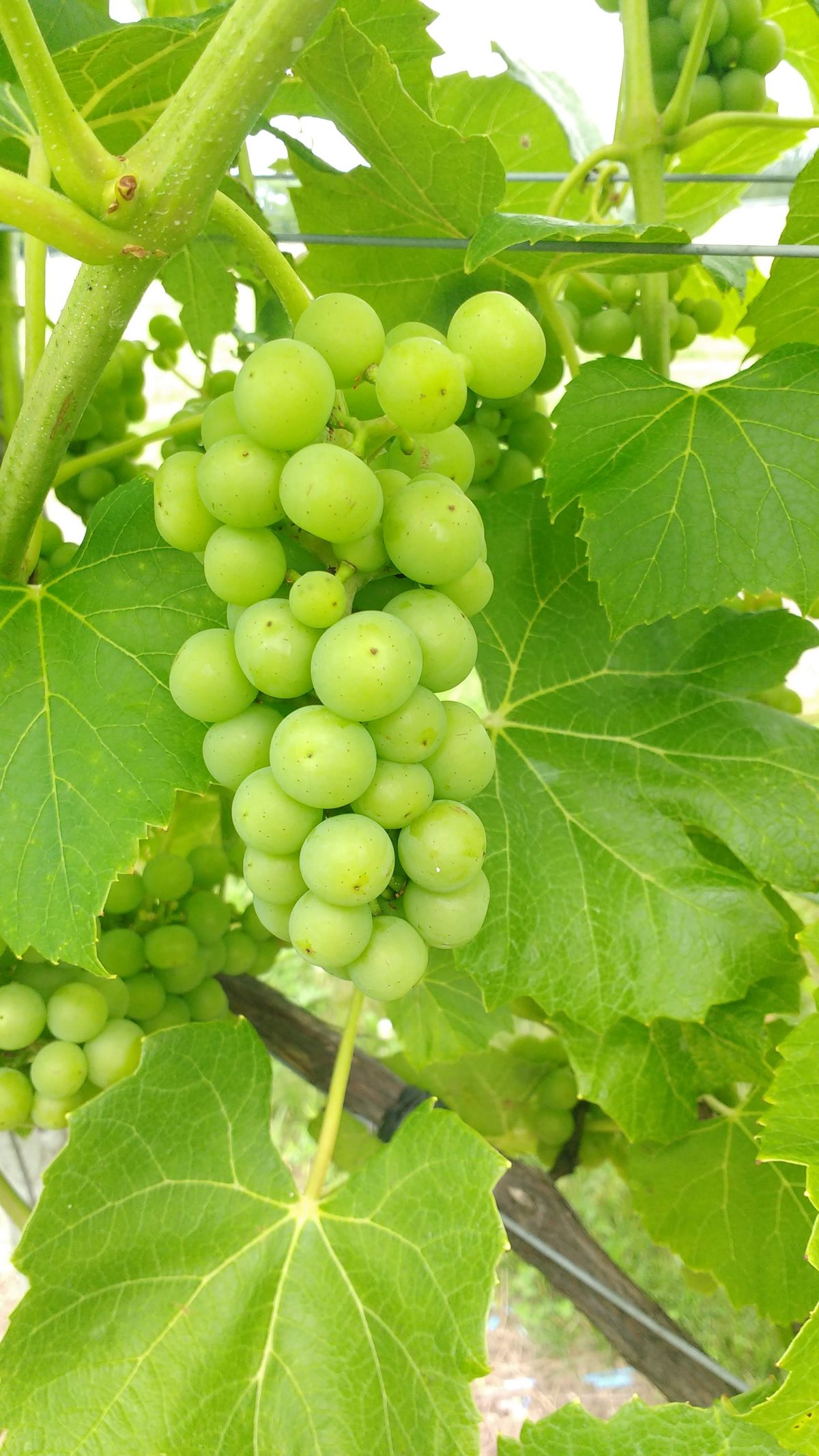 Grape Variety Developmental Stages: August 2, 2019 – Wisconsin Fruit