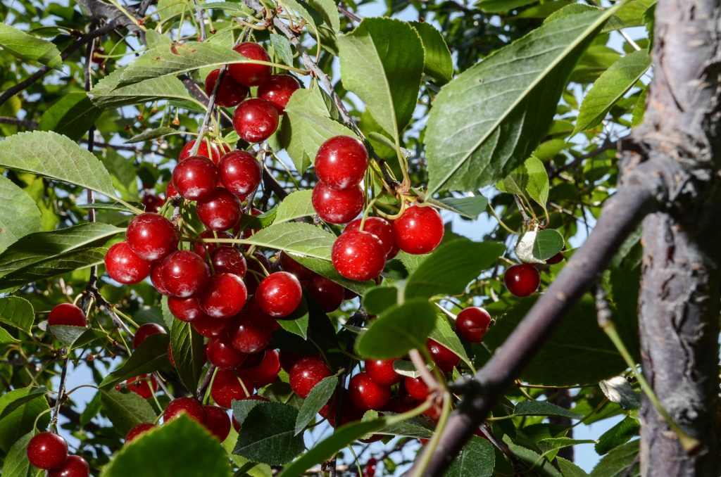 Door County Fruit Crop Pest Report, September 9, 2019 – Wisconsin Fruit