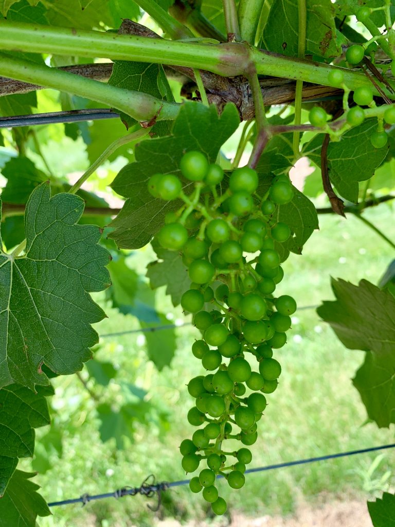 Grape Variety Developmental Stages: July 5, 2019 – Wisconsin Fruit