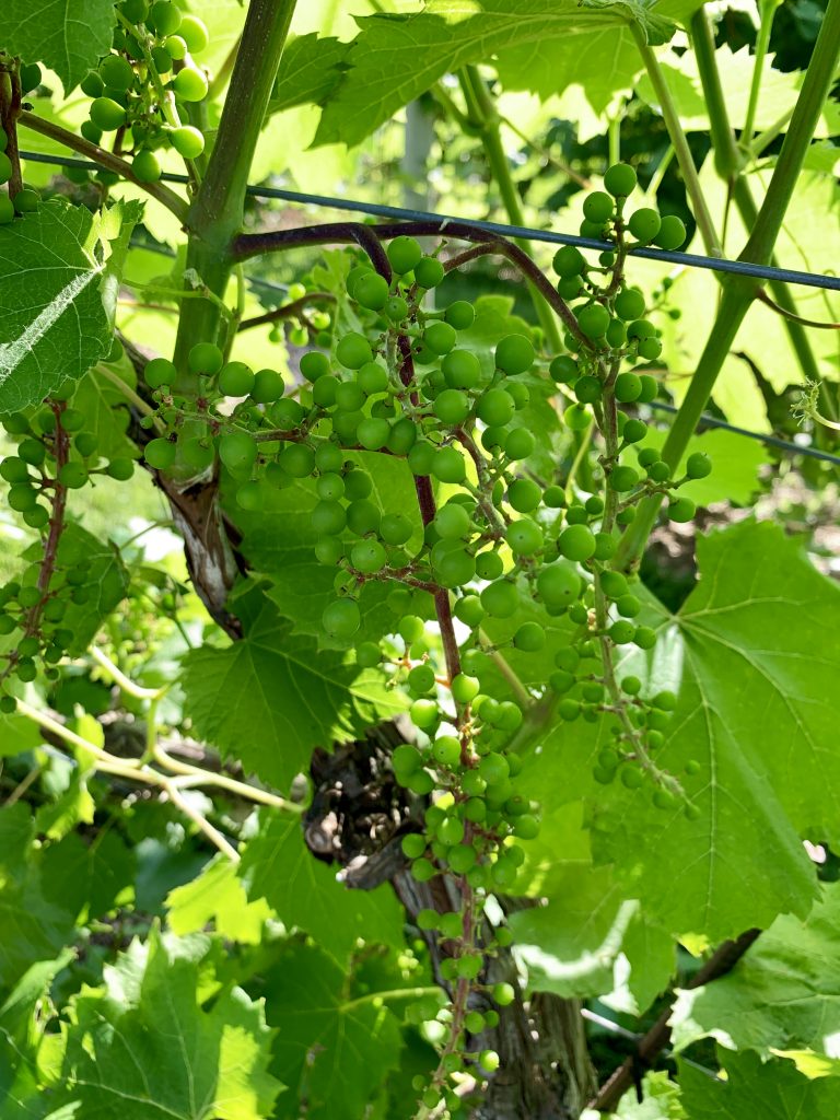 Grape Variety Developmental Stages: July 5, 2019 – Wisconsin Fruit