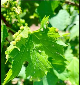 Grape Scouting Report: Grape Phylloxera and Grape Scale? – Wisconsin Fruit