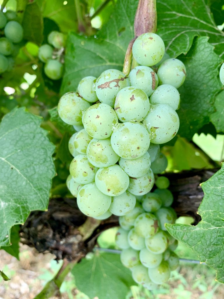 Grape variety developmental stages and fruit maturity evaluation ...