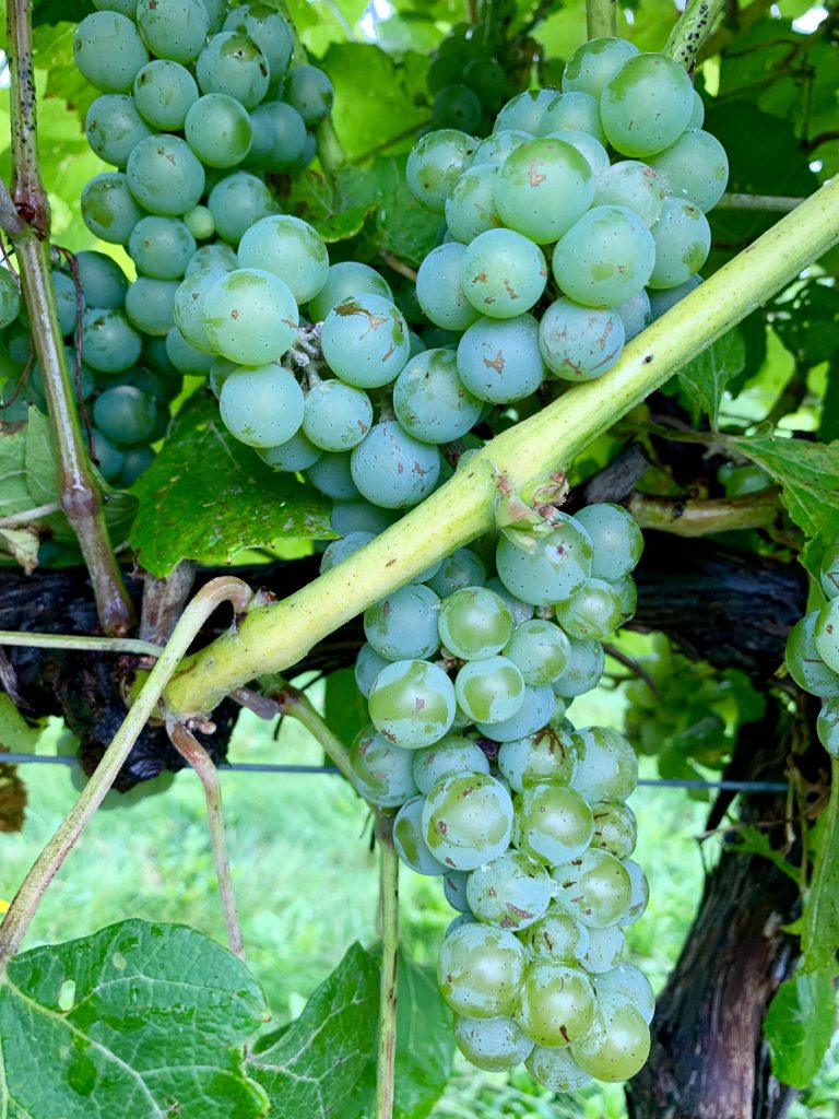 Grape variety developmental stages and fruit maturity evaluation ...