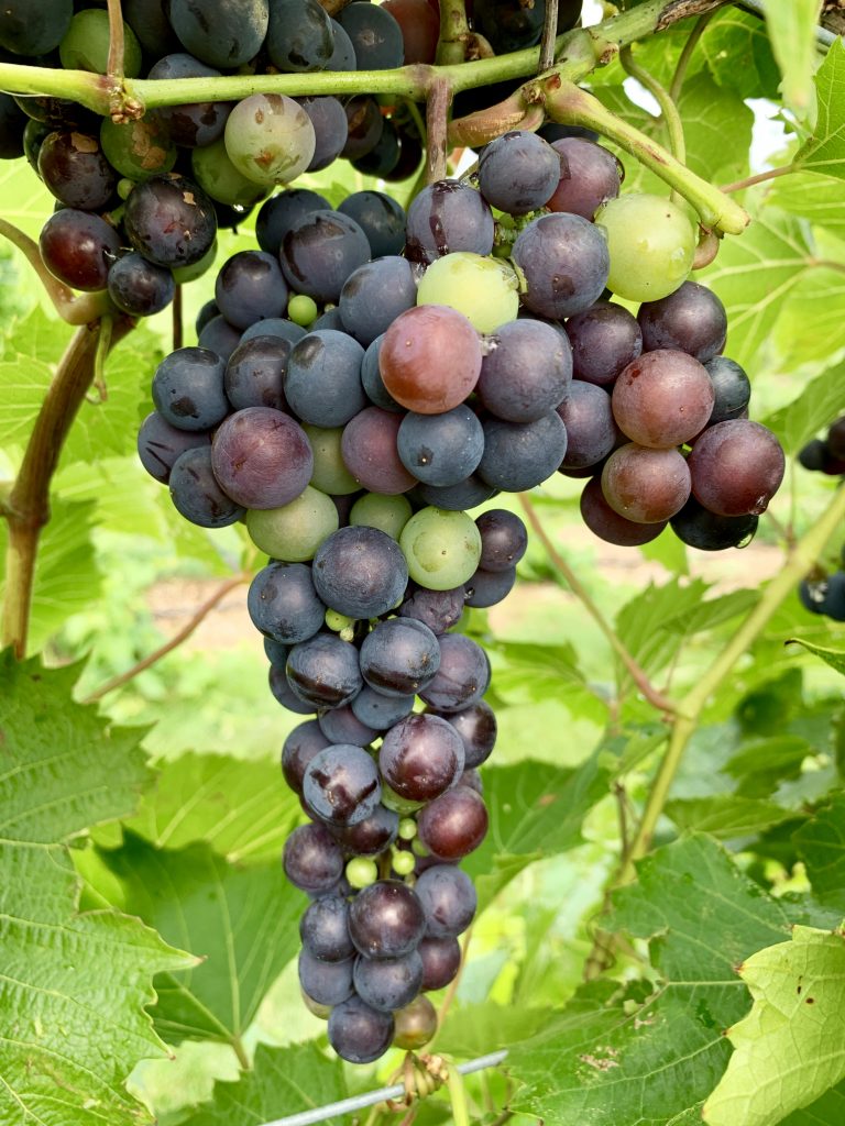 Grape variety developmental stages and fruit maturity evaluation ...