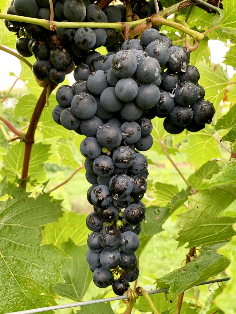 Grape variety developmental stages and fruit maturity evaluation ...