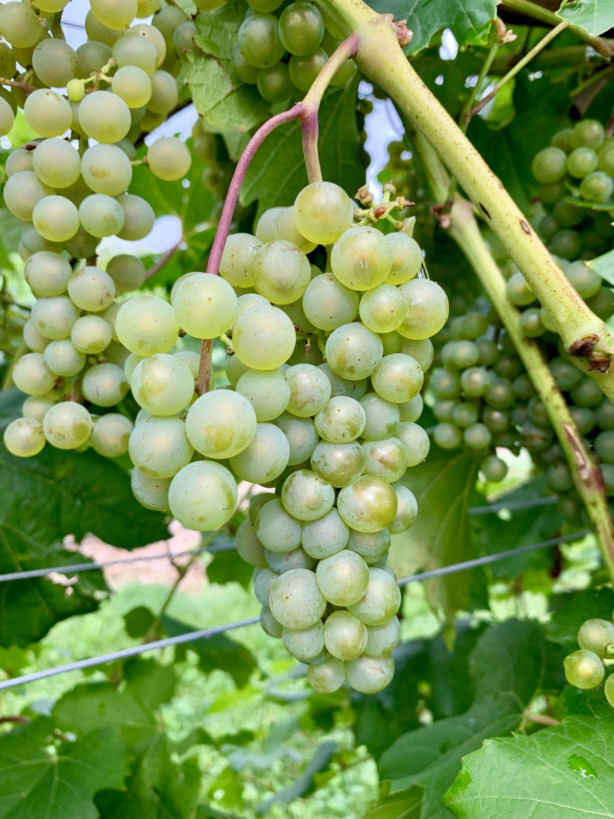 Grape variety developmental stages and fruit maturity evaluation ...