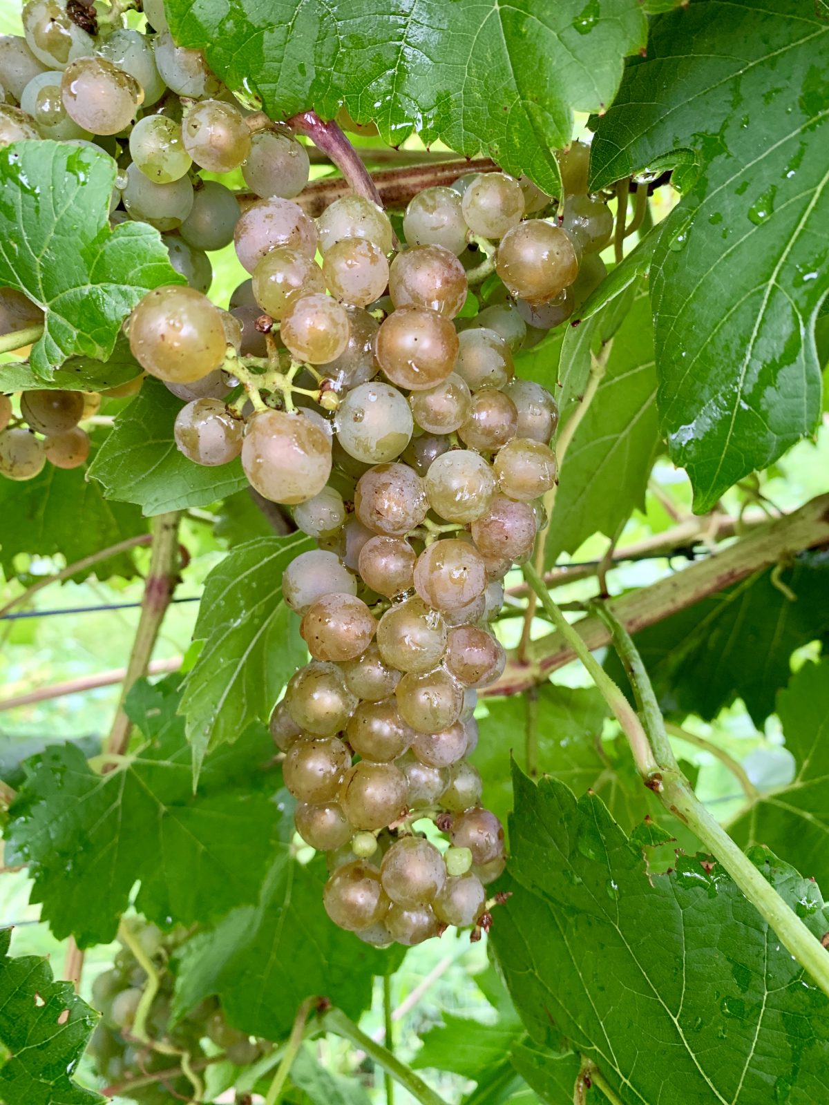 Grape variety developmental stages and fruit maturity evaluation ...