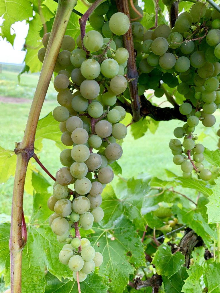 Grape variety developmental stages and fruit maturity evaluation ...