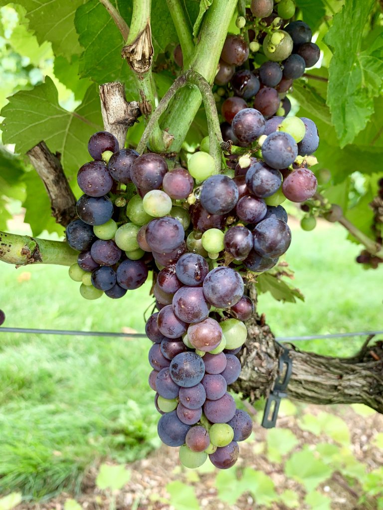Grape variety developmental stages and fruit maturity evaluation ...