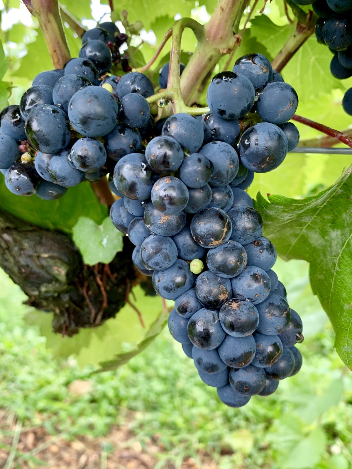 Grape variety developmental stages and fruit maturity evaluation ...