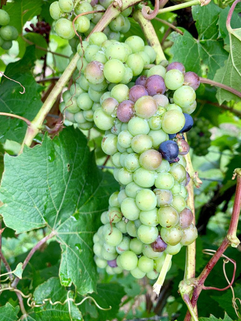 Grape variety developmental stages and fruit maturity evaluation ...