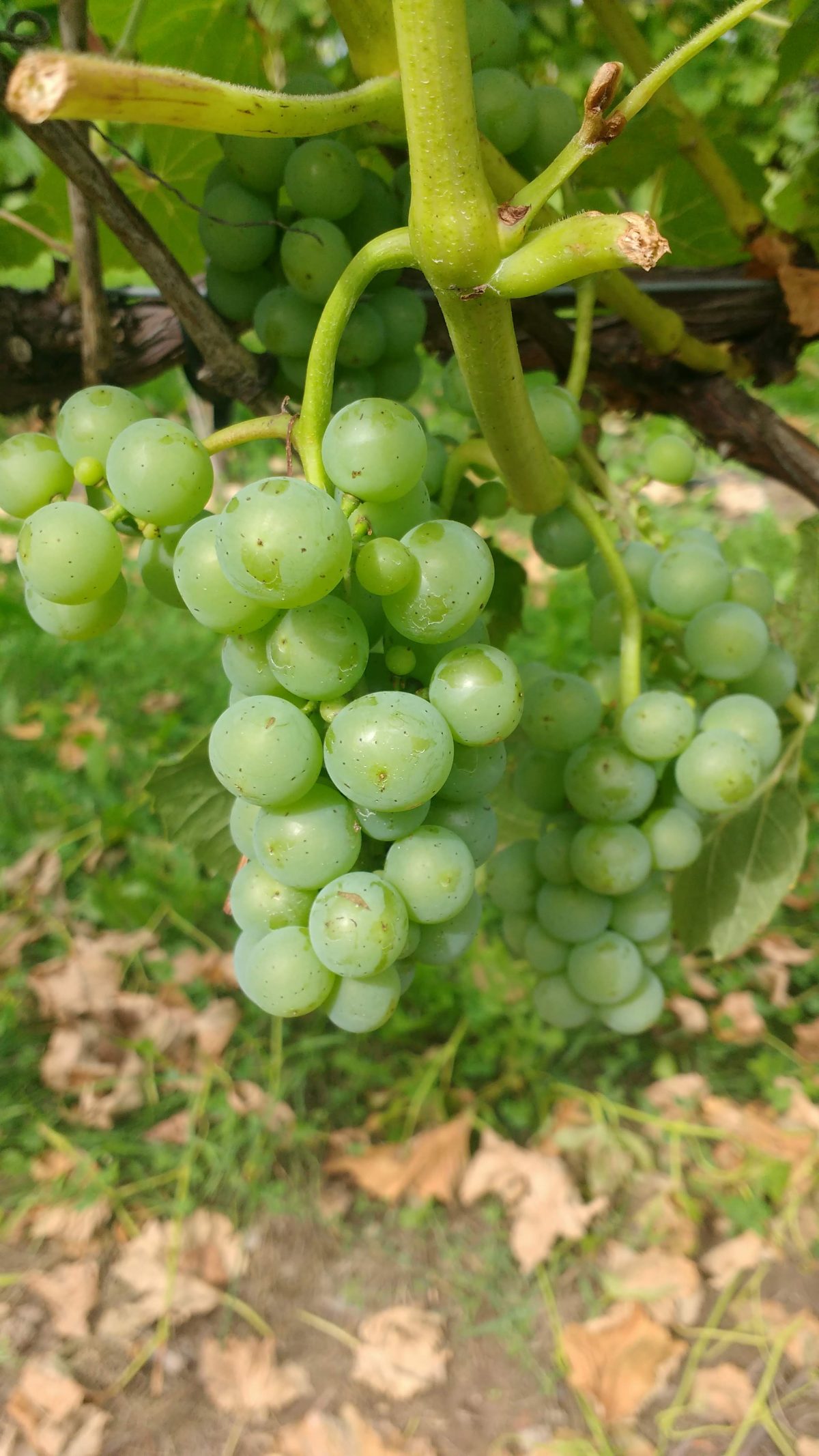 Grape variety developmental stages and fruit maturity evaluation ...