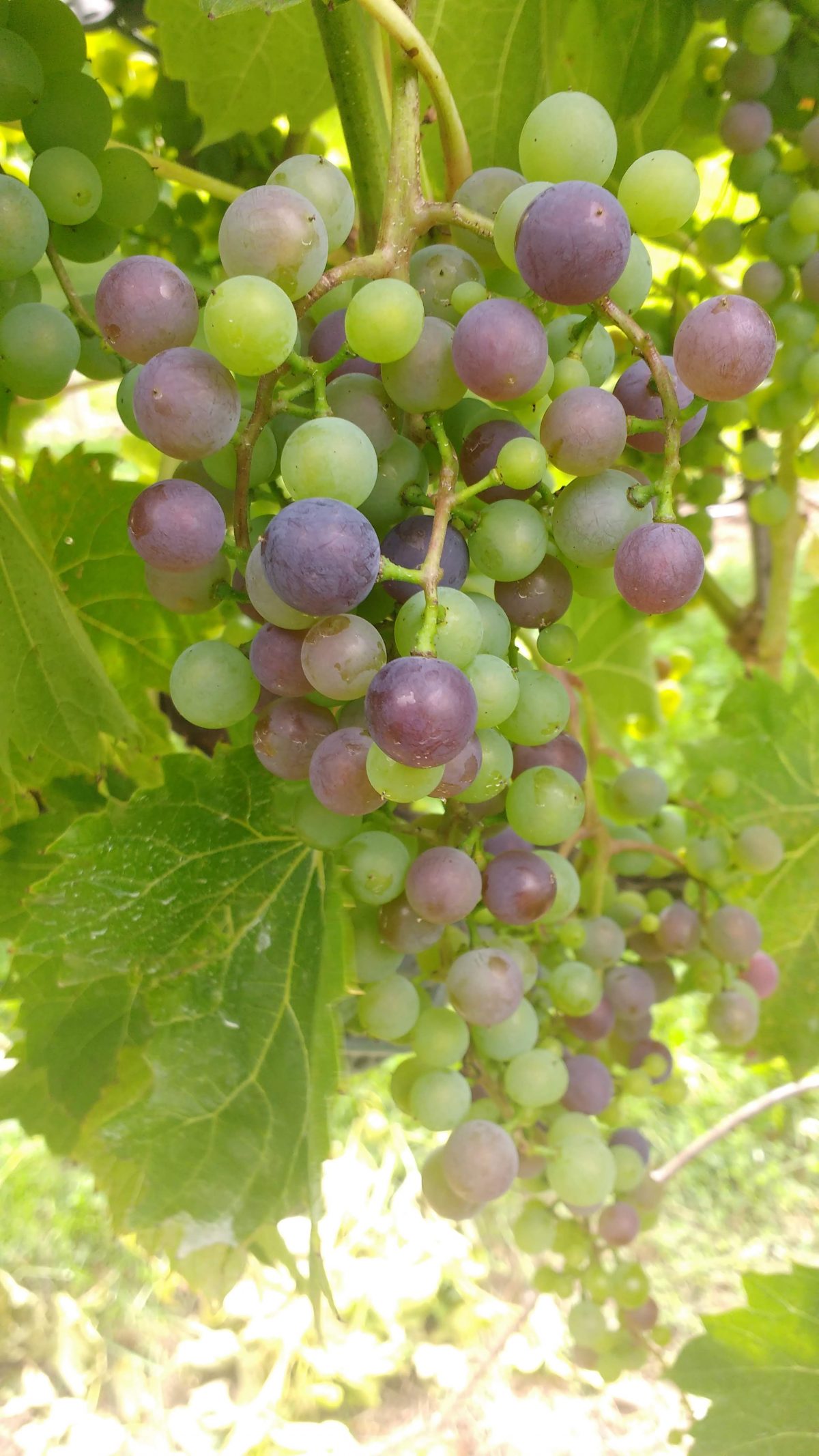 Grape variety developmental stages and fruit maturity evaluation ...