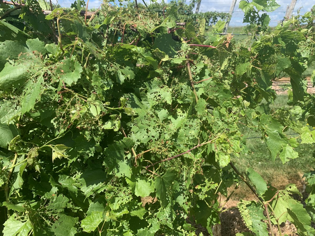Grape scouting report: Japanese beetle and grape phylloxera continue to ...