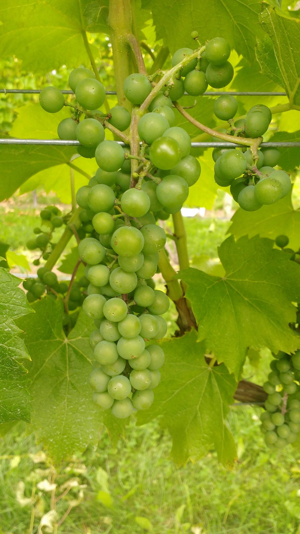 Grape variety developmental stages and fruit maturity evaluation ...
