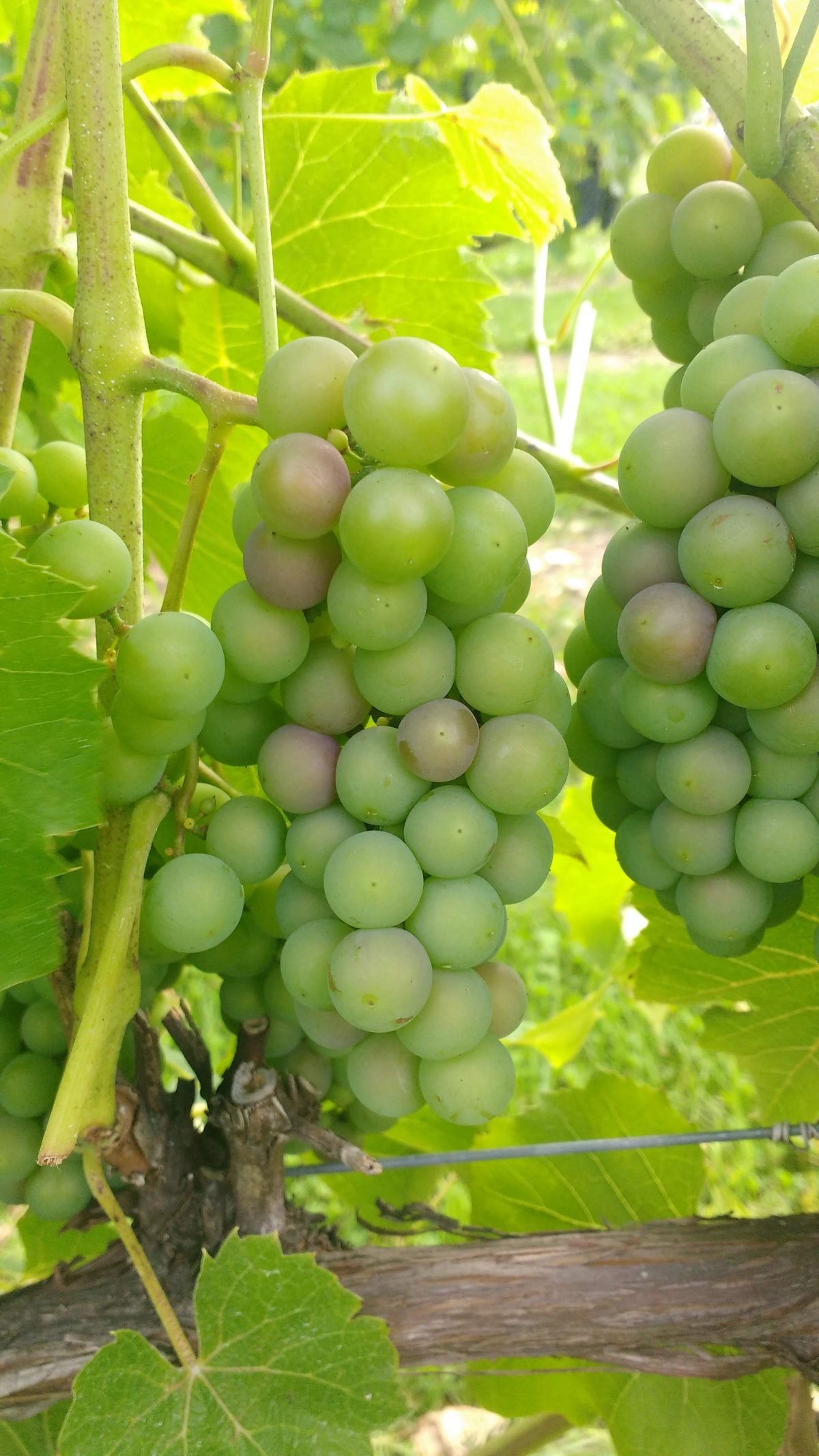 Grape variety developmental stages and fruit maturity evaluation ...