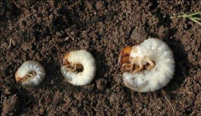 White grubs: pests of strawberry roots and foliage – Wisconsin Fruit
