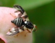 Blueberry Maggot – Wisconsin Fruit