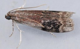 Apple borers: dogwood, American plum, flat-headed and black stem ...