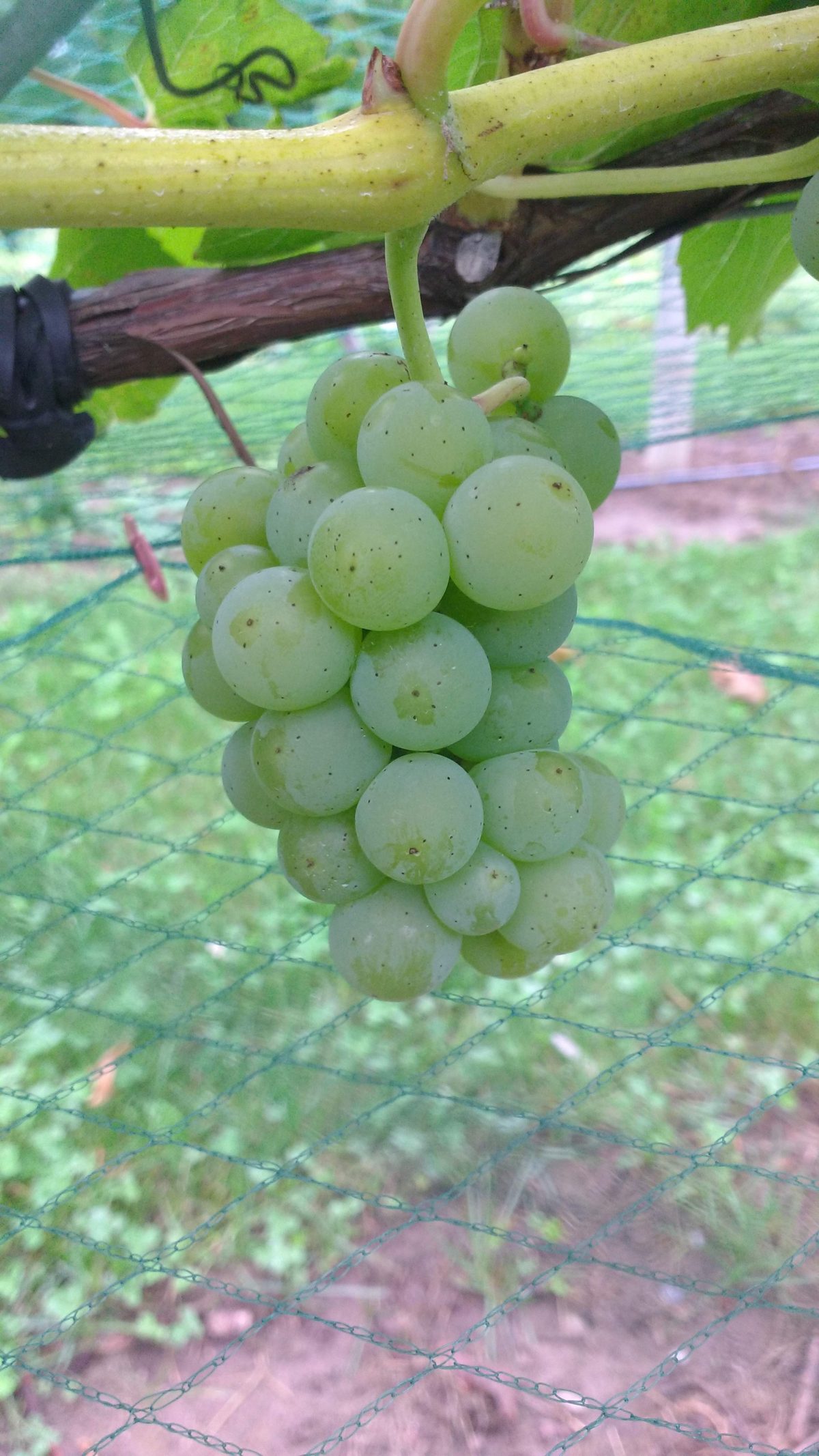 PARS Vineyard Scouting Report – Wisconsin Fruit
