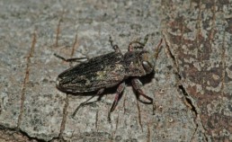 Apple borers: dogwood, American plum, flat-headed and black stem ...