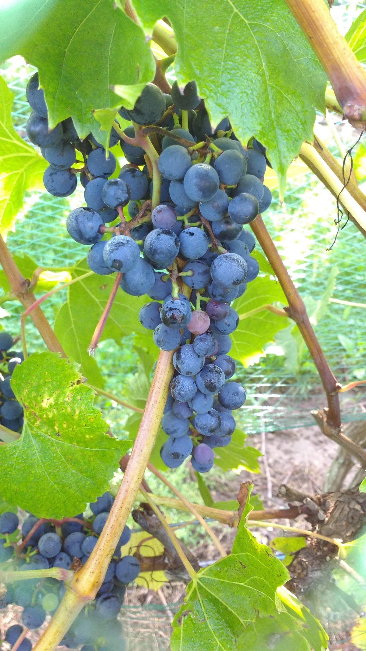 PARS Vineyard Scouting Report – Wisconsin Fruit