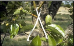 IPM Mating Disruption – Wisconsin Fruit