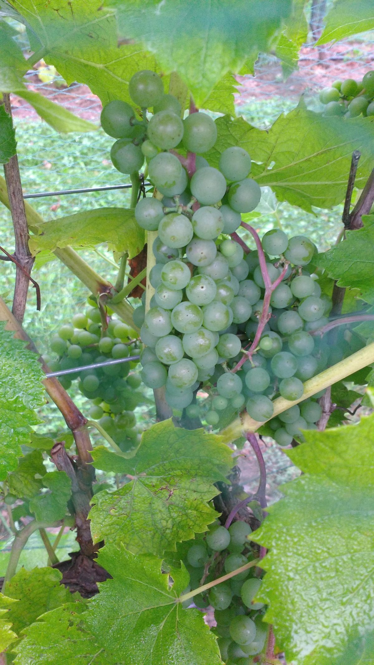 PARS Vineyard Scouting Report – Wisconsin Fruit