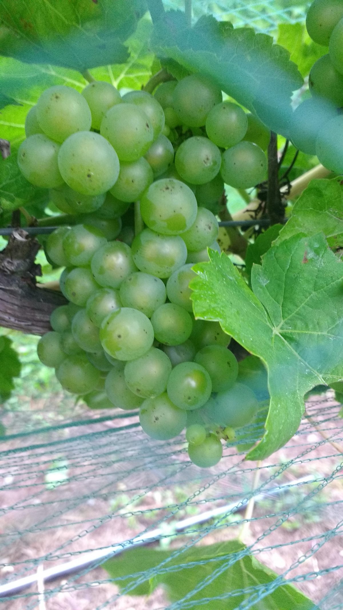PARS Vineyard Scouting Report – Wisconsin Fruit