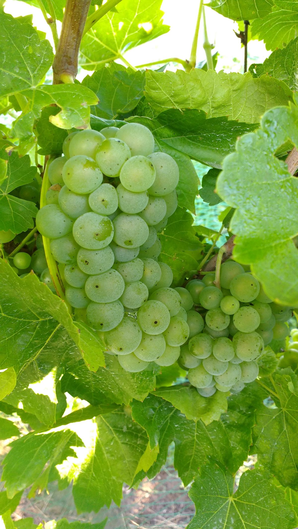PARS Vineyard Scouting Report – Wisconsin Fruit