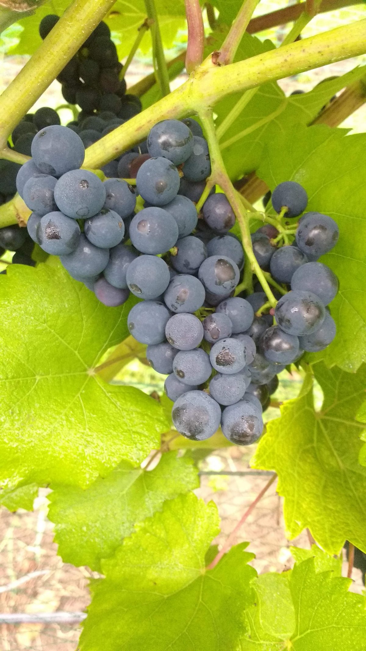 PARS Vineyard Scouting Report – Wisconsin Fruit