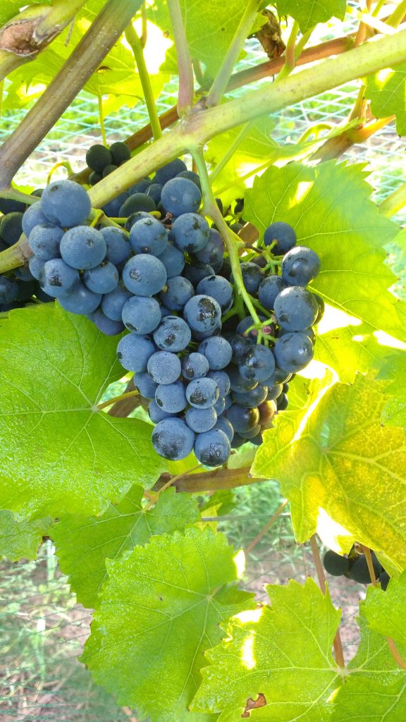 PARS Vineyard Scouting Report – Wisconsin Fruit