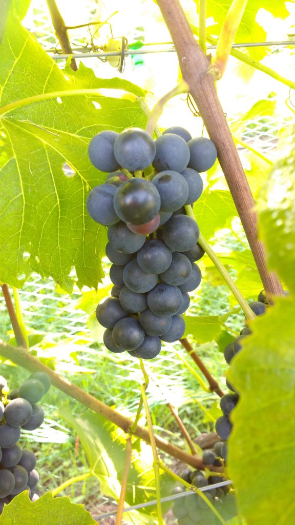 Grape Variety Fruit Maturity Evaluation – September 30, 2019 ...