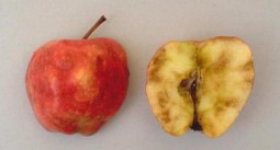 Apple Maggot – Wisconsin Fruit