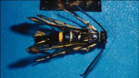 Apple borers: dogwood, American plum, flat-headed and black stem ...