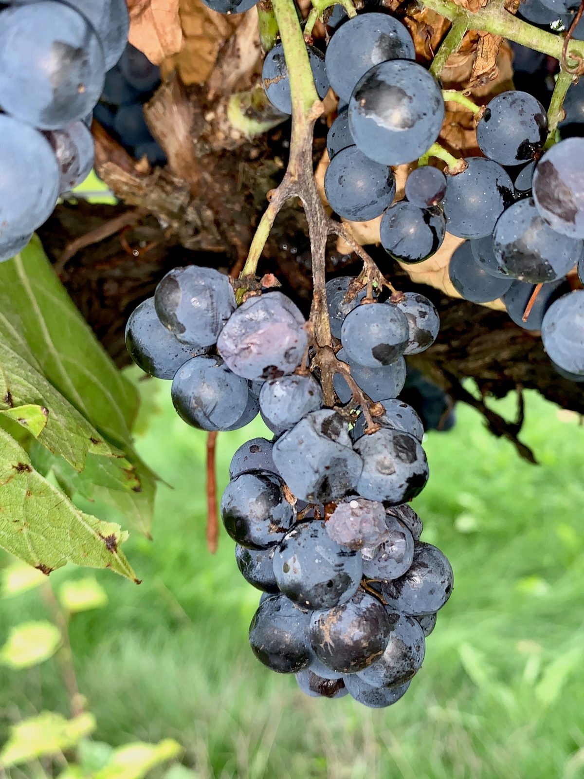 Berry Shriveling in Grapes: Late Bunch Stem Necrosis – Wisconsin Fruit