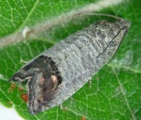Apple Pest Update – Codling Moth Flight Begins – Wisconsin Fruit