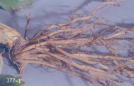 Strawberry Root Weevil and Black Vine Weevil – Wisconsin Fruit