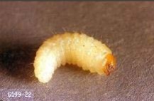 Strawberry Root Weevil and Black Vine Weevil – Wisconsin Fruit