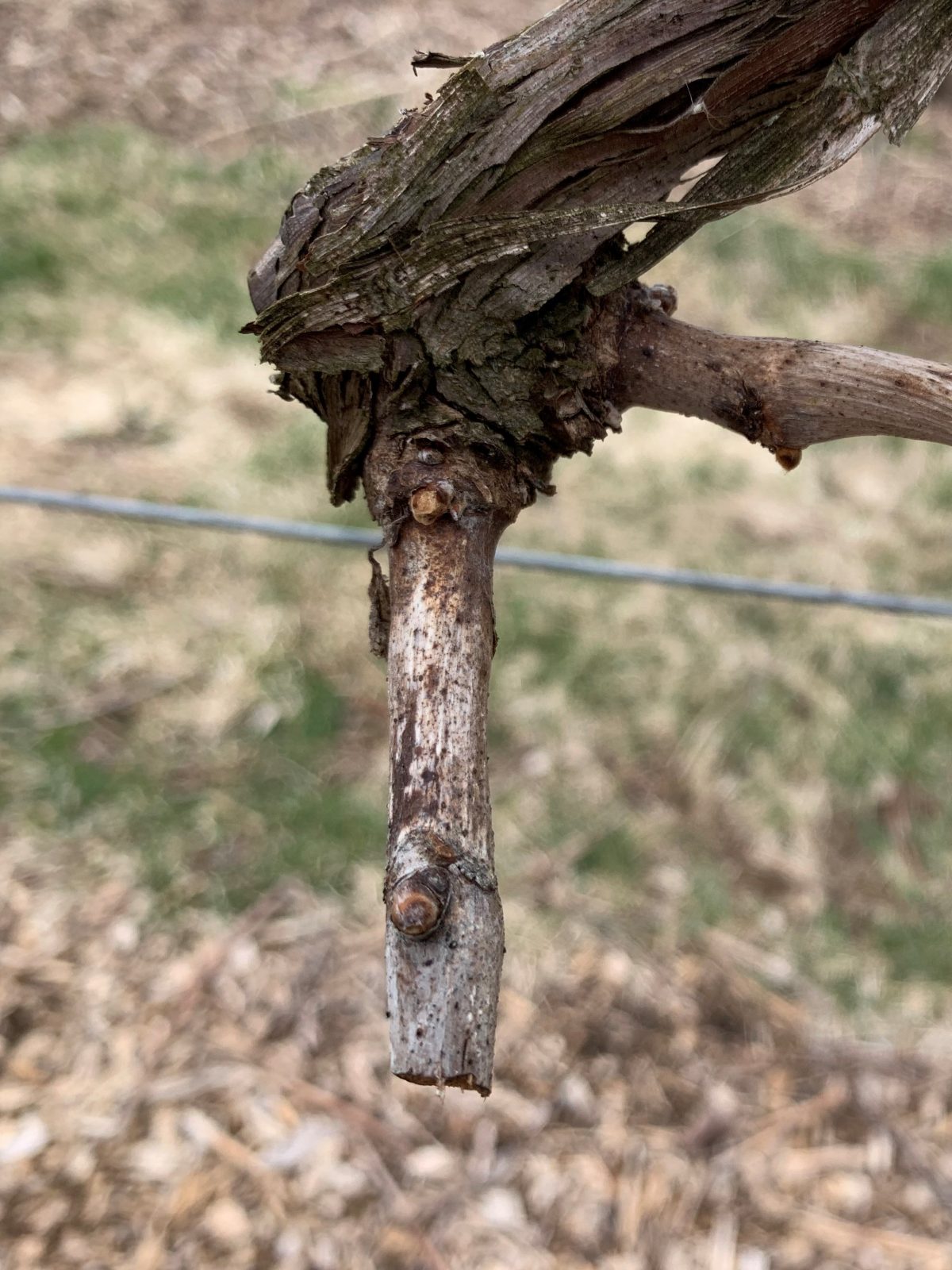 Cold Climate Grape Cultivar Developmental Stages: April 24, 2020 ...