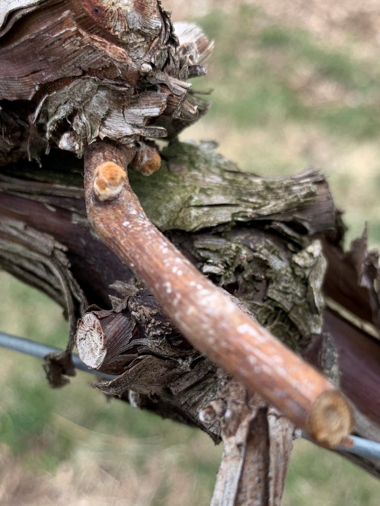 Cold Climate Grape Cultivar Developmental Stages: April 24, 2020 ...