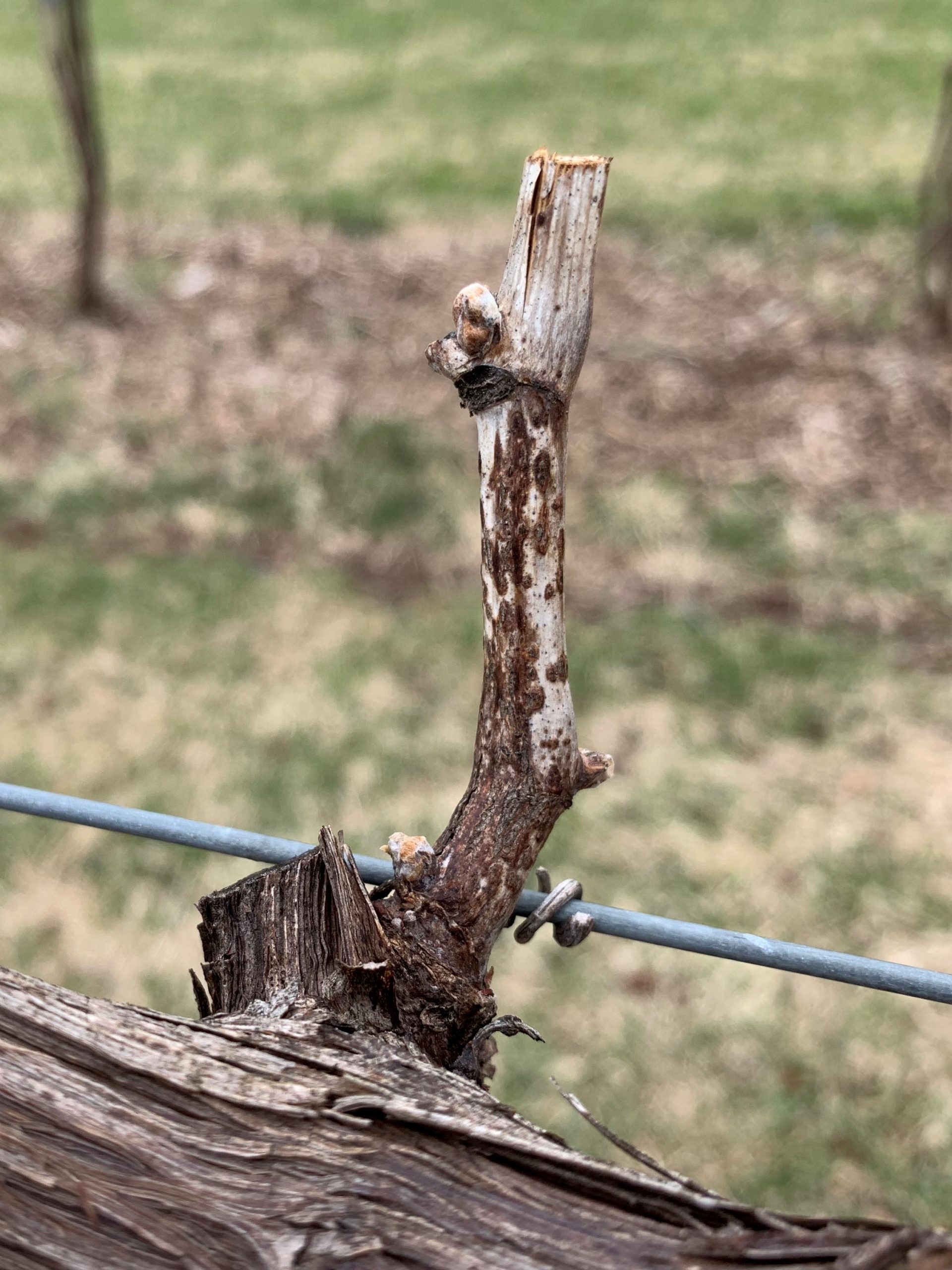 Cold Climate Grape Cultivar Developmental Stages: April 24, 2020 ...